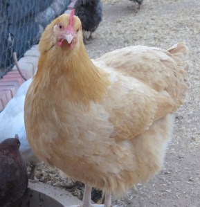 Breed Profiles and Characteristics – TBN Ranch Chicken Keeping Resources