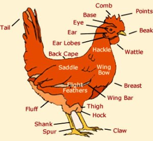 Chicken Anatomy – TBN Ranch Chicken Keeping Resources