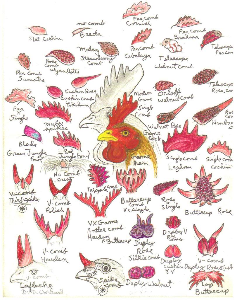The Distinctive Types of Chicken Combs – TBN Ranch Chicken Keeping ...