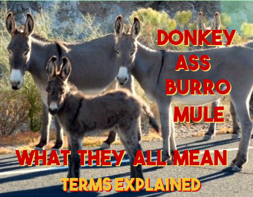 Donkey, Ass, Burro, Mule, What They All Mean – TBN Ranch Chicken ...