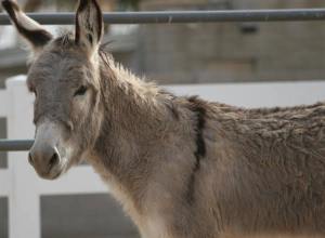 Donkey, Ass, Burro, Mule, What They All Mean – TBN Ranch Chicken ...