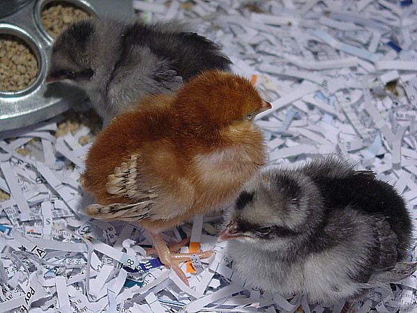 When To Move Baby Chicks From The Brooder To Coop – TBN Ranch Chicken ...