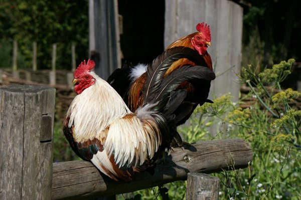 A Chicken’s Vitals, What’s Normal? – TBN Ranch Chicken Keeping Resources