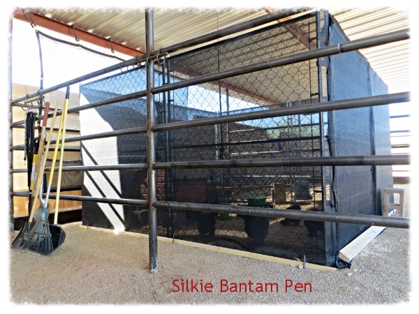 Silkie Bantam Pen 9-10-14 – TBN Ranch Chicken Keeping Resources