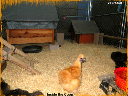 Tour TBN’s Chicken Keeping Set-up – TBN Ranch Chicken Keeping Resources