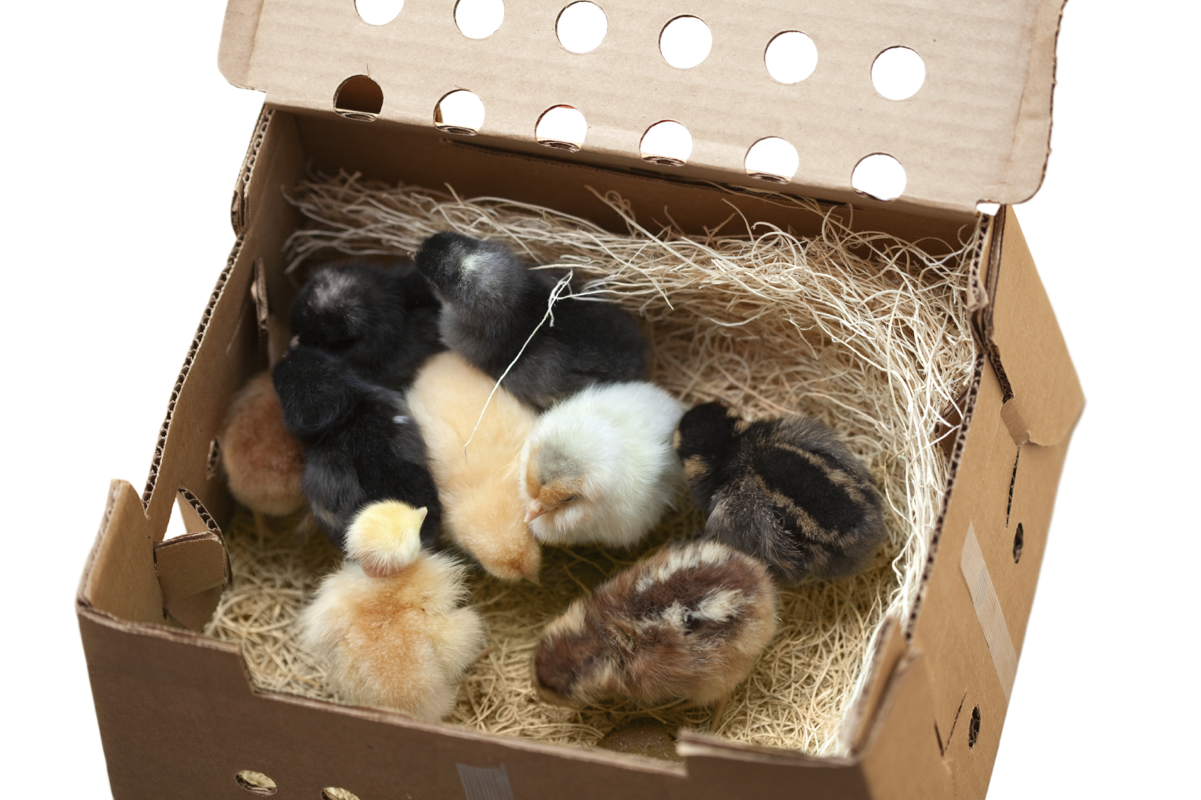 Raising Baby Chicks the First Seven Weeks – TBN Ranch Chicken Keeping ...