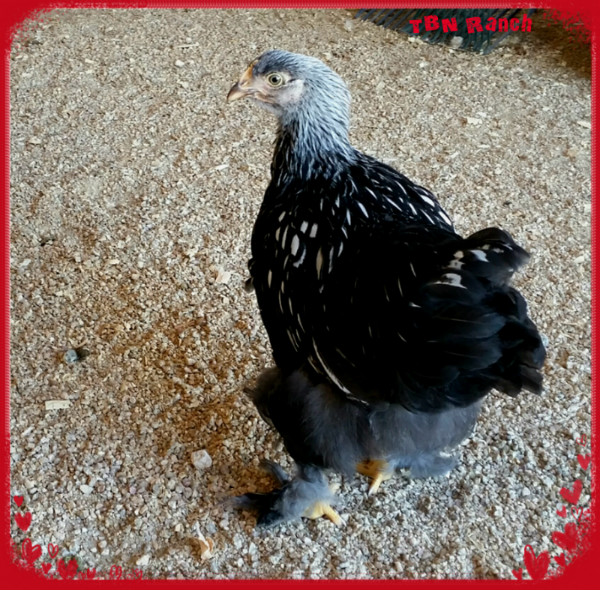 Silver Laced Cochin 600 112015 – TBN Ranch Chicken Keeping Resources