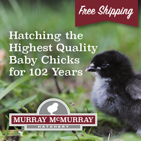 A List of Hatcheries for Baby Chicks – TBN Ranch Chicken Keeping Resources