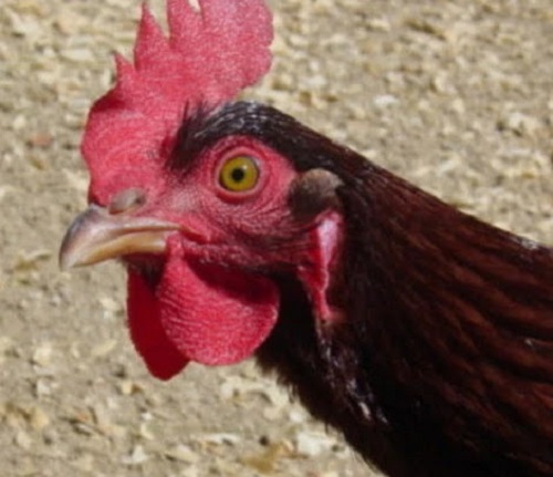 About Combs and Wattles, Chicken Anatomy – TBN Ranch Chicken Keeping ...