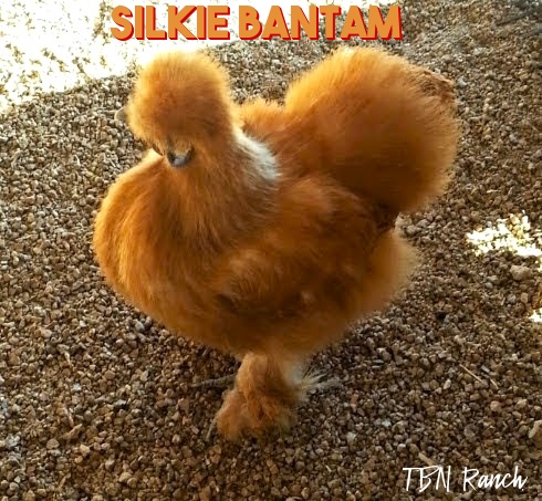 Silkie Bantam – TBN Ranch Chicken Keeping Resources