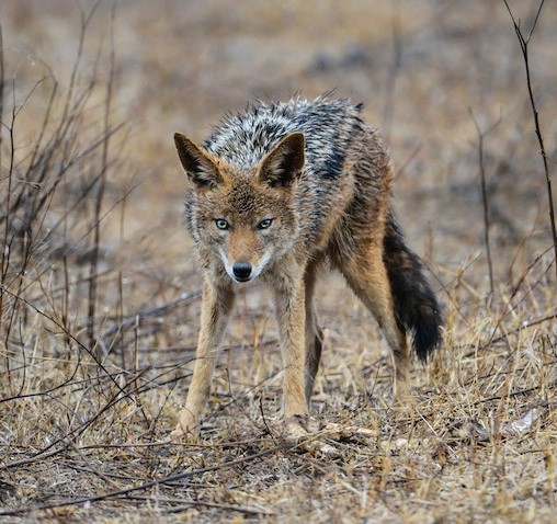 Most Common Urban Chicken Predators in Phoenix AZ – TBN Ranch Chicken ...