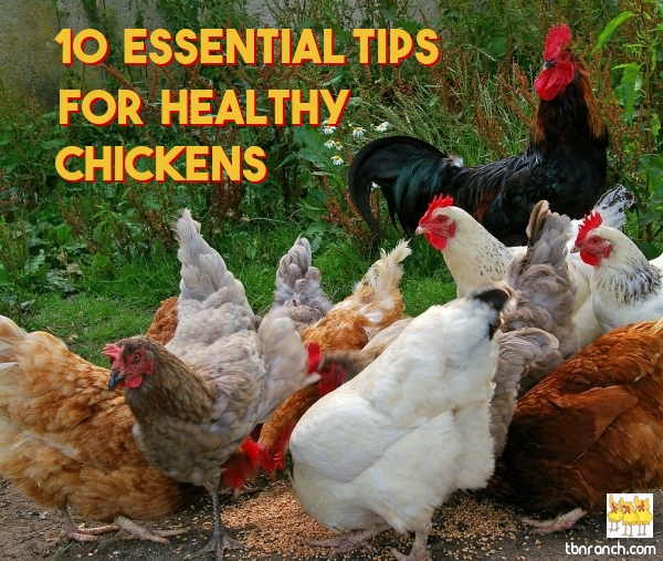 10 Essential Tips for Healthy Chickens – TBN Ranch Chicken Keeping ...