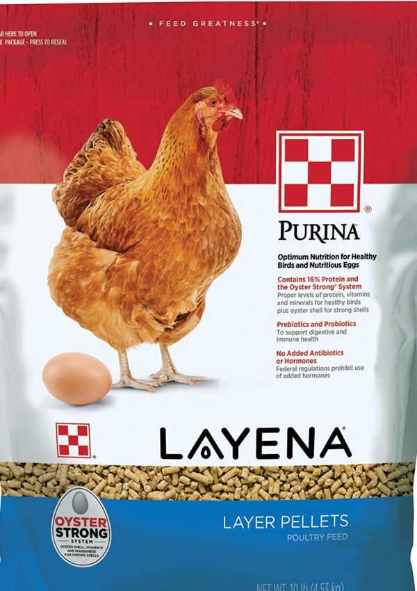 Perosis Disease in Chickens – TBN Ranch Chicken Keeping Resources