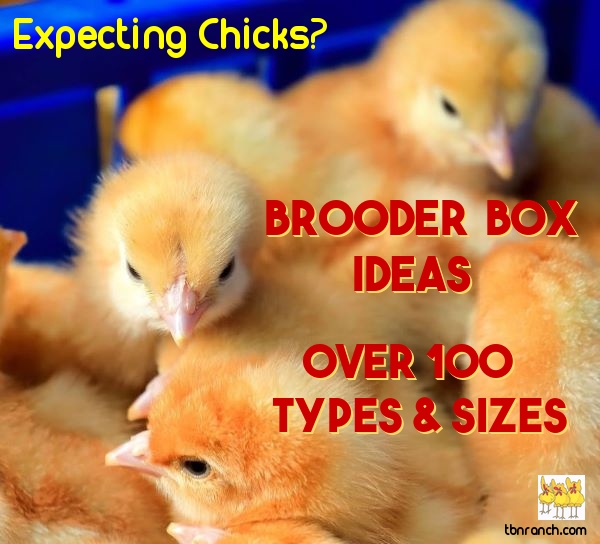 100+ Brooder Ideas for Baby Chicks – TBN Ranch Chicken Keeping Resources
