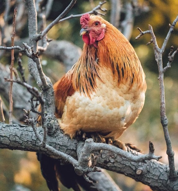 What is a Proper Roost for Chickens? – TBN Ranch Chicken Keeping Resources