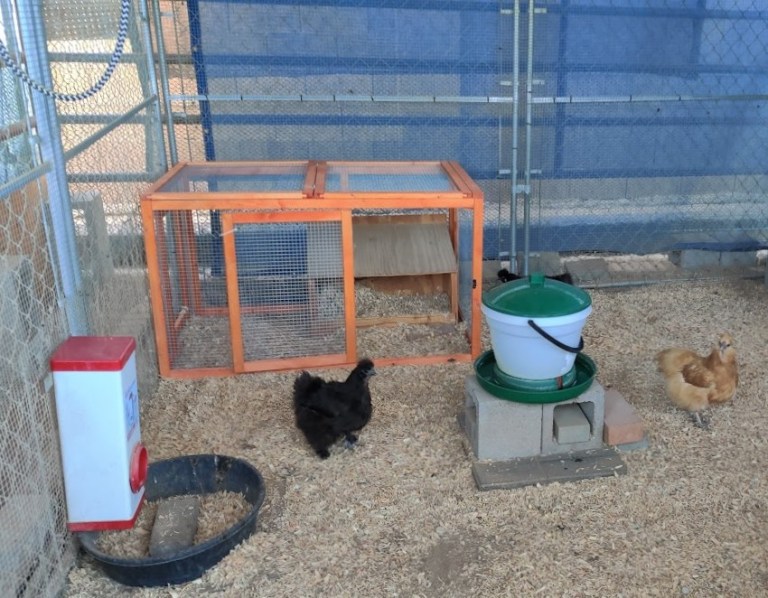 How to Introduce Chicks to a Broody Hen – TBN Ranch Chicken Keeping ...