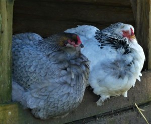 Perosis Disease in Chickens – TBN Ranch Chicken Keeping Resources