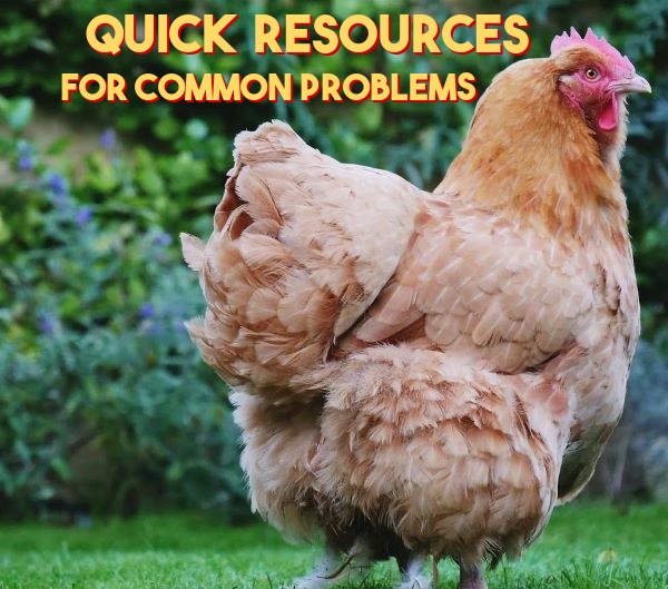 TBN Ranch Chicken Keeping Resources