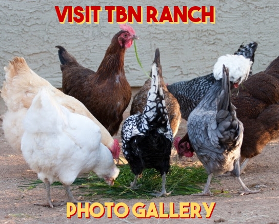 TBN Ranch Chicken Keeping Resources