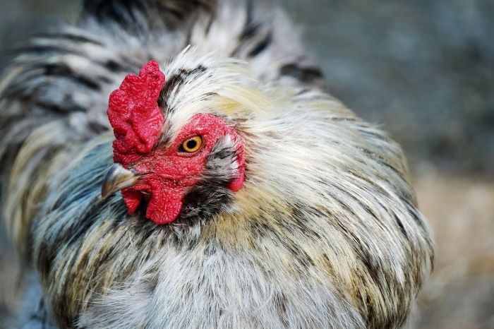 How A Chicken Digests Food – TBN Ranch Chicken Keeping Resources