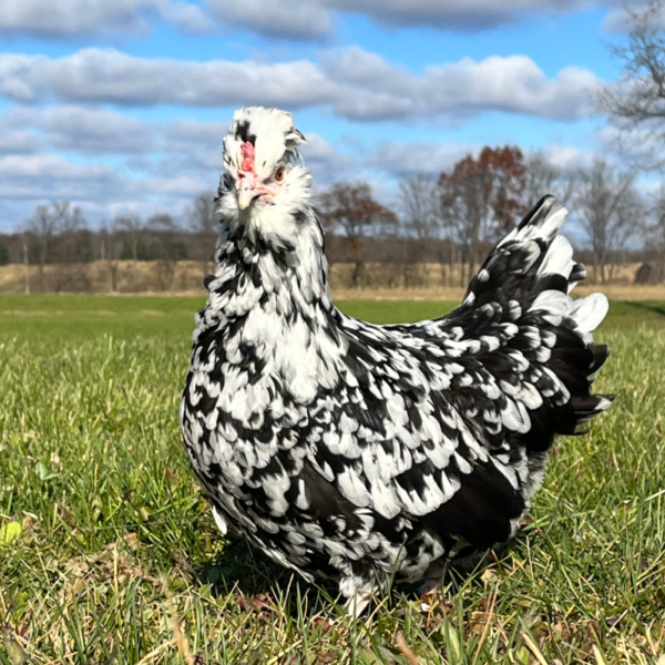Cookies and Cream Hybrid Chicken – TBN Ranch Chicken Keeping Resources