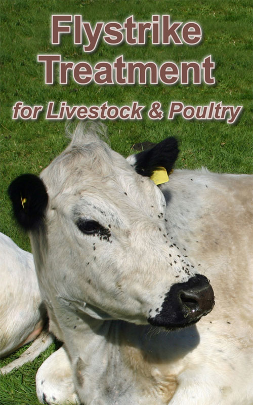 About Flystrike, What it is, and Treatment – TBN Ranch Chicken Keeping ...