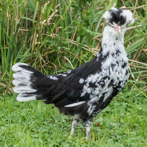 Common Crested Chicken Breeds – TBN Ranch Chicken Keeping Resources