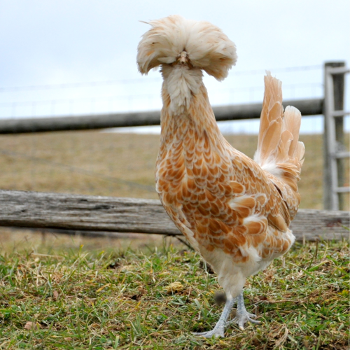 Common Crested Chicken Breeds – TBN Ranch Chicken Keeping Resources