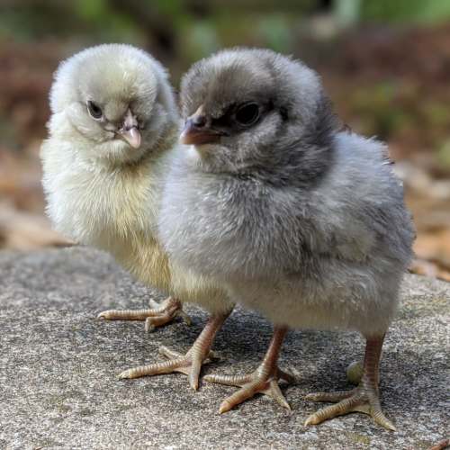 Steele Egger, What’s The Buzz About? – TBN Ranch Chicken Keeping Resources