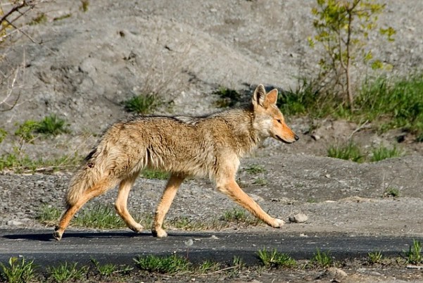 About The Urban Coyote – TBN Ranch Chicken Keeping Resources