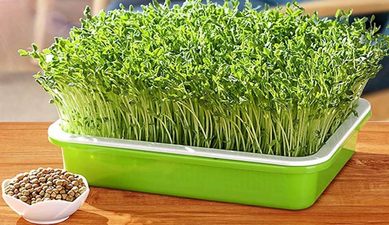 How to Grow Fodder, Sprouted Greens for Chickens – TBN Ranch Chicken ...