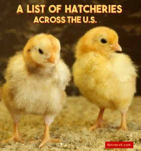 A List of Hatcheries for Baby Chicks – TBN Ranch Chicken Keeping Resources