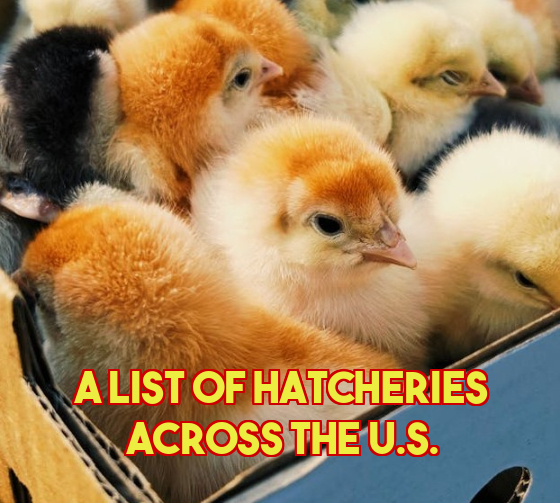 A List of Hatcheries for Baby Chicks – TBN Ranch Chicken Keeping Resources