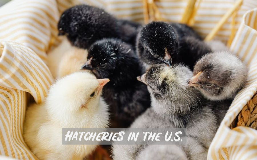 A List of Hatcheries for Baby Chicks – TBN Ranch Chicken Keeping Resources