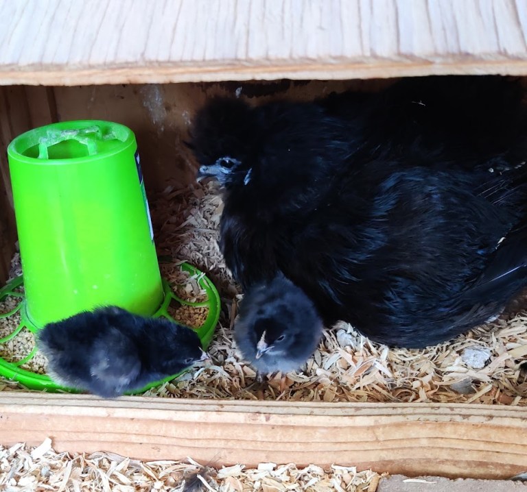 Silkie Bantam: A Complete Guide – TBN Ranch Chicken Keeping Resources