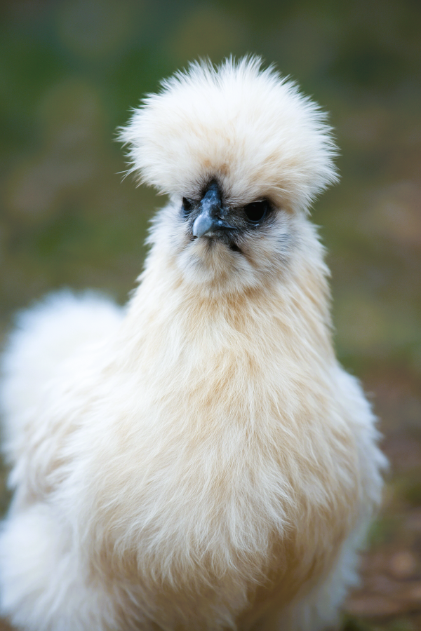 Definition of Ornamental, Exotic, and Designer Chickens – TBN Ranch ...