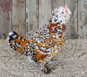 A Chicken’s Vitals, What’s Normal? – TBN Ranch Chicken Keeping Resources