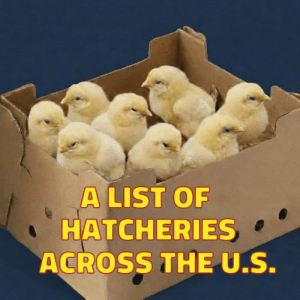 A List of Hatcheries for Baby Chicks – TBN Ranch Chicken Keeping Resources